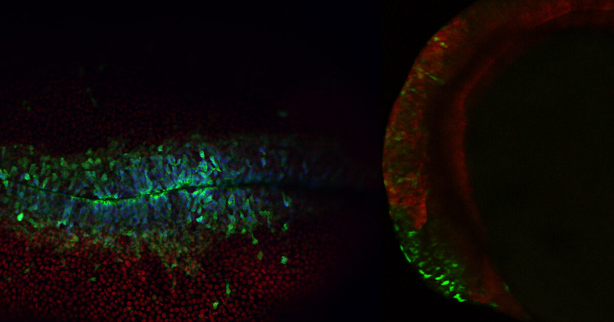 Sauka-Spengler Lab | Stowers Institute for Medical Research