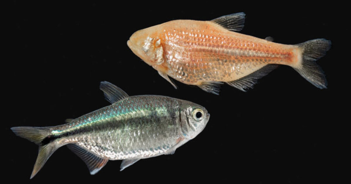 Researchers look to cavefish… | Stowers Institute for Medical Research