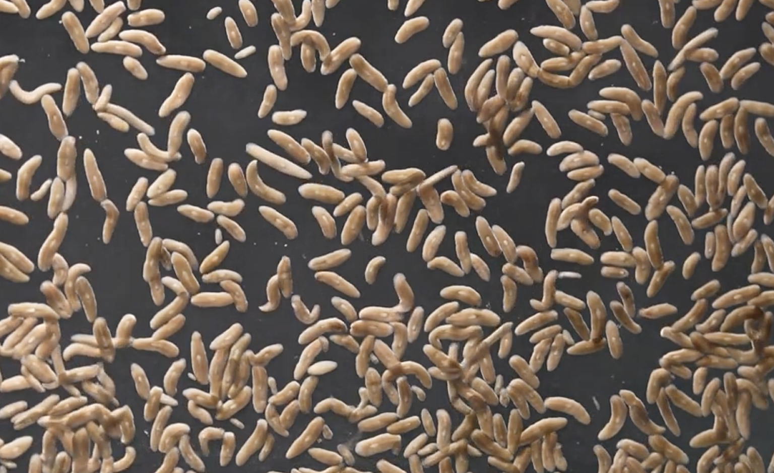New research shows a tiny,… | Stowers Institute for Medical Research