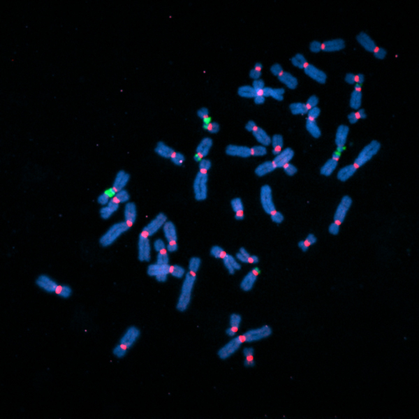 Completing the sequence -… | Stowers Institute for Medical Research
