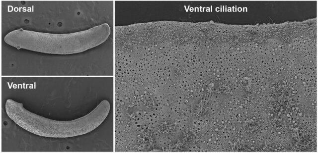 Discovery of a new flatworm? | Stowers Institute for Medical Research