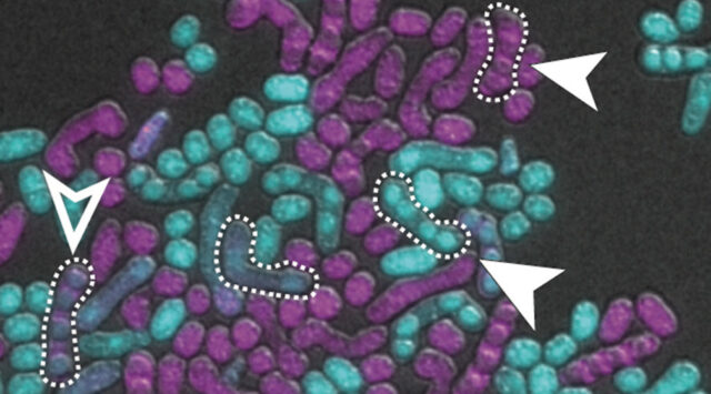 SaraH Zanders | Stowers Institute for Medical Research