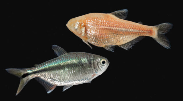 Researchers look to cavefish… | Stowers Institute for Medical Research
