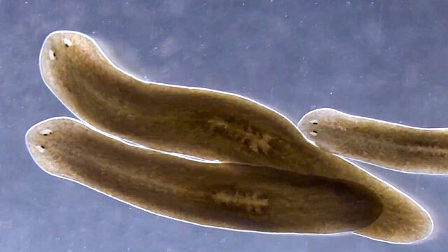 Ageless Animals | Stowers Institute for Medical Research