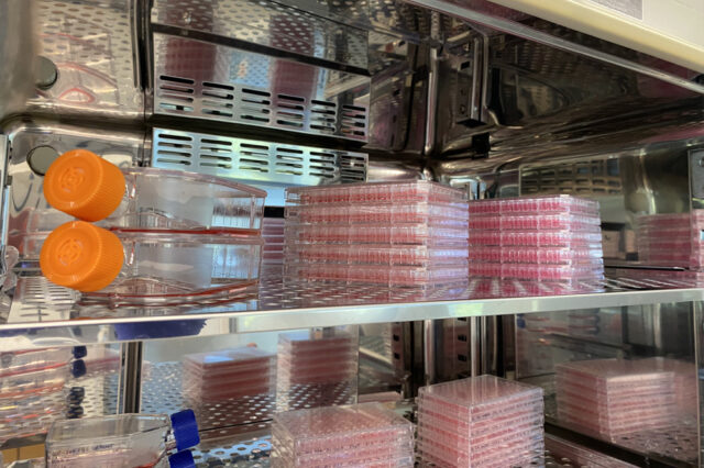 Genome Engineering | Stowers Institute for Medical Research