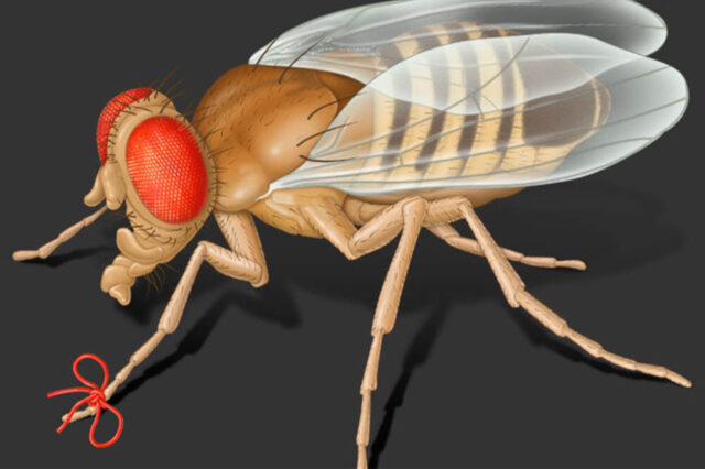 Si Lab | Stowers Institute for Medical Research