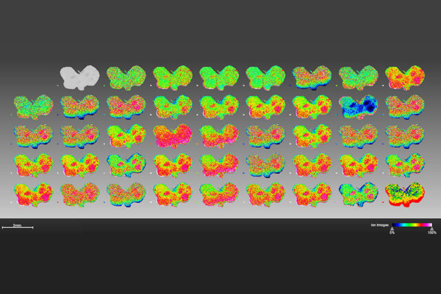 Systems Mass Spectrometry | Stowers Institute for Medical Research