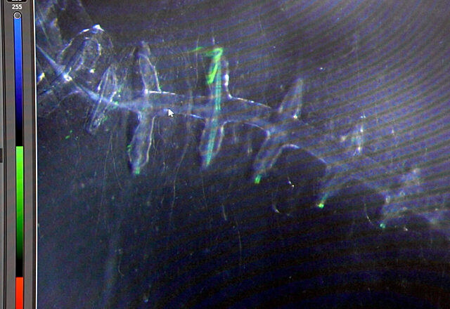 Perspective: Why Woods Hole? | Stowers Institute for Medical Research