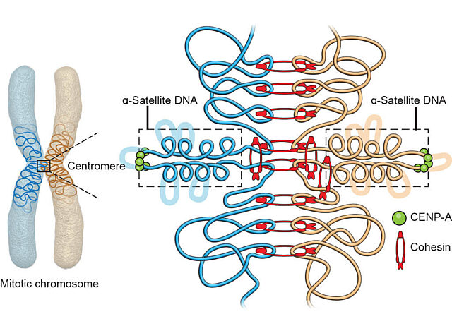 Good things come in small… | Stowers Institute for Medical Research