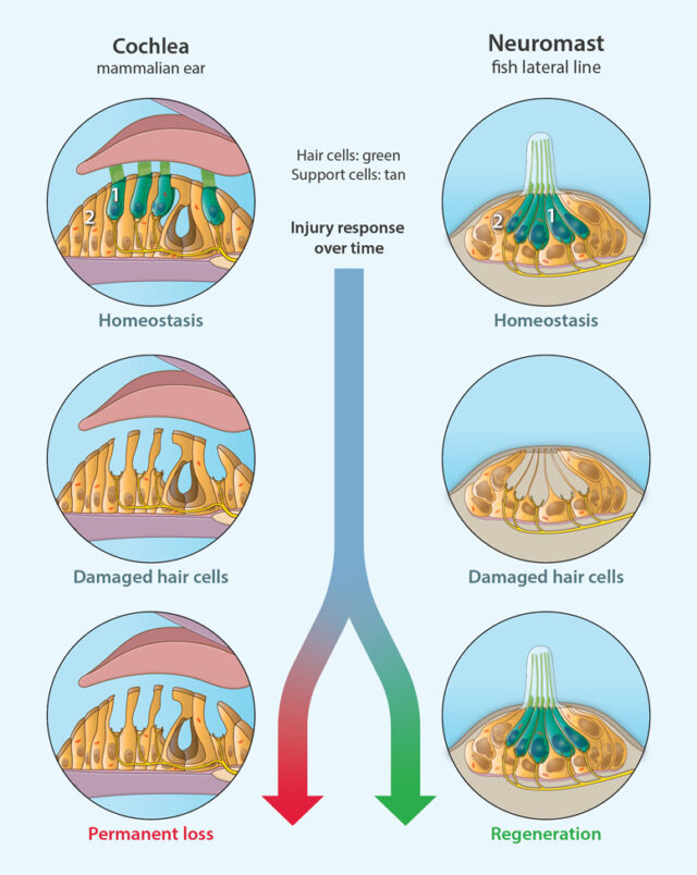 Uncovering mechanisms of… | Stowers Institute for Medical Research