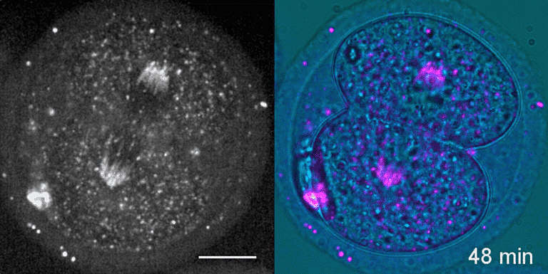 Investigating infertility… | Stowers Institute for Medical Research